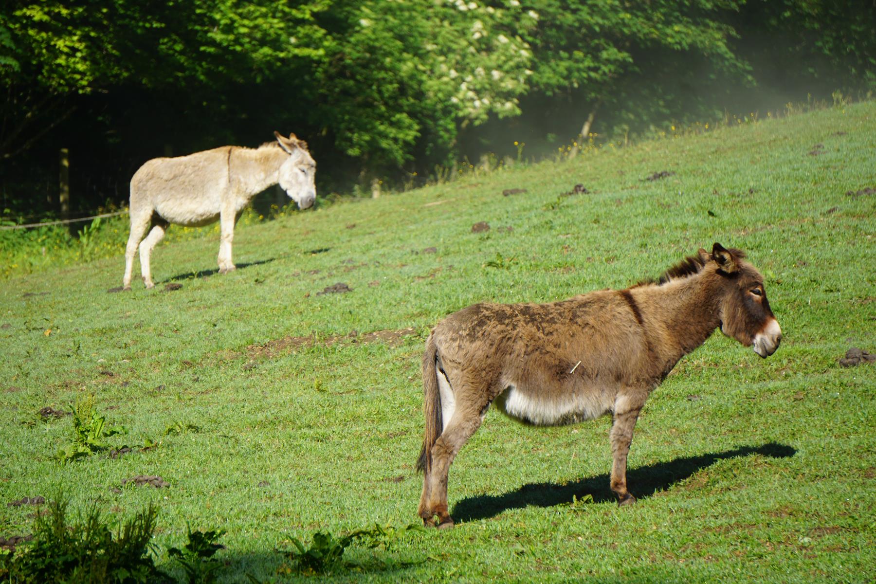 Magental – AlbCloud